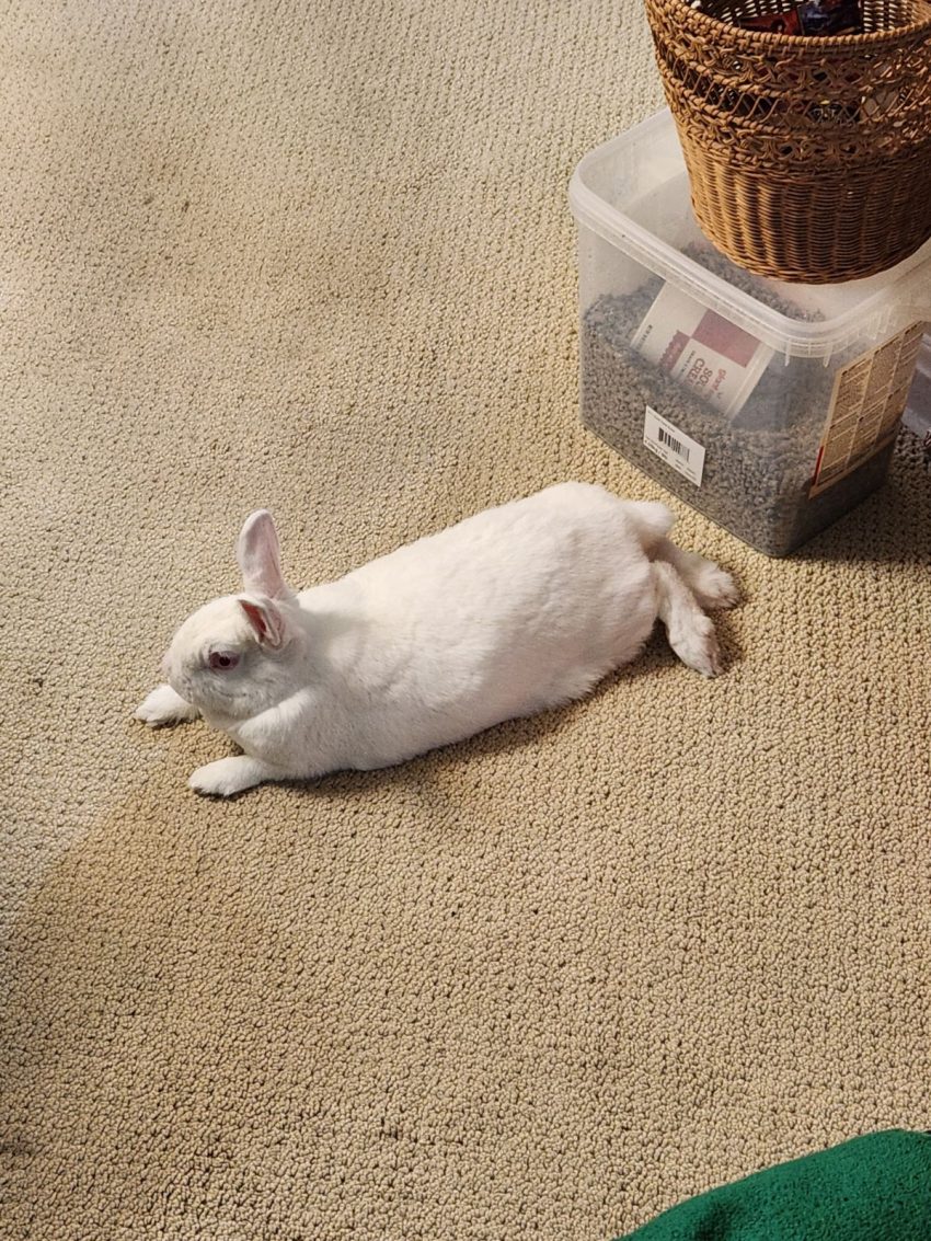 Buckeye House Rabbit Society – Helping rabbits in Ohio since 1997