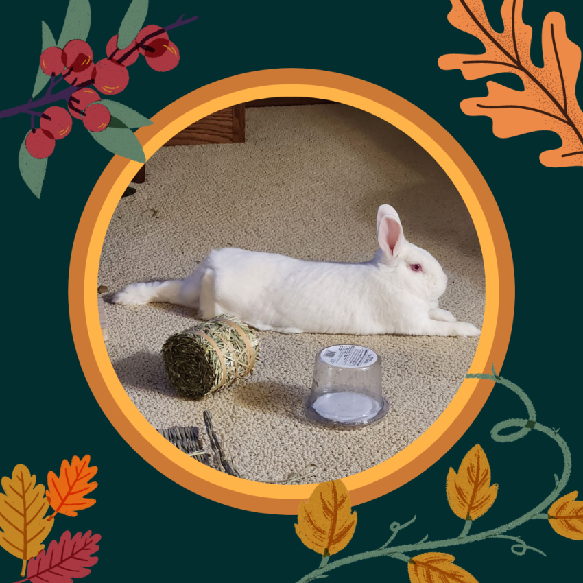 Buckeye House Rabbit Society – Helping rabbits in Ohio since 1997