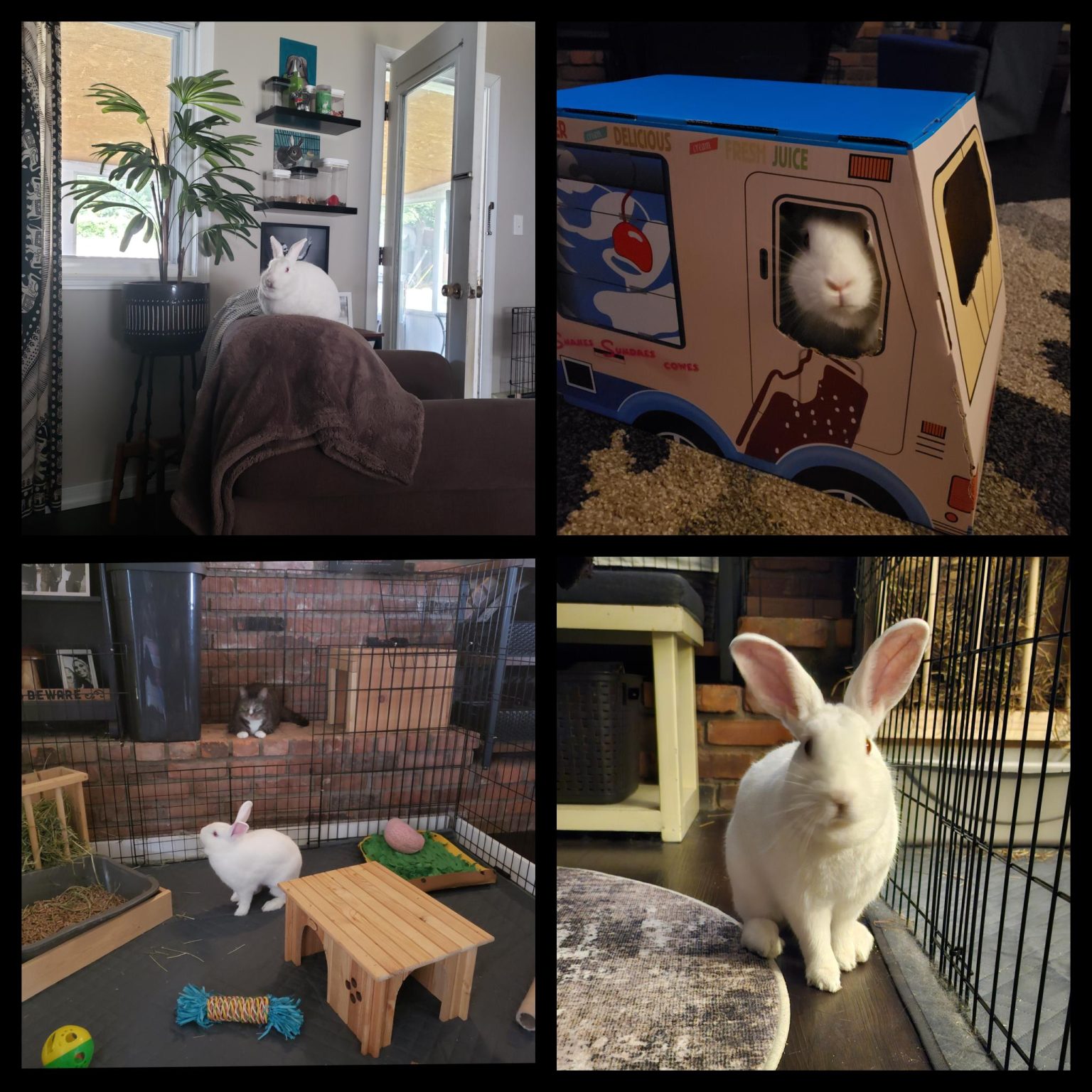 Buckeye House Rabbit Society – Helping rabbits in Ohio since 1997