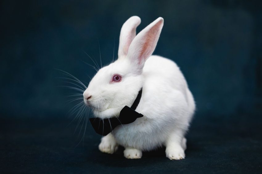 Buckeye House Rabbit Society – Helping rabbits in Ohio since 1997