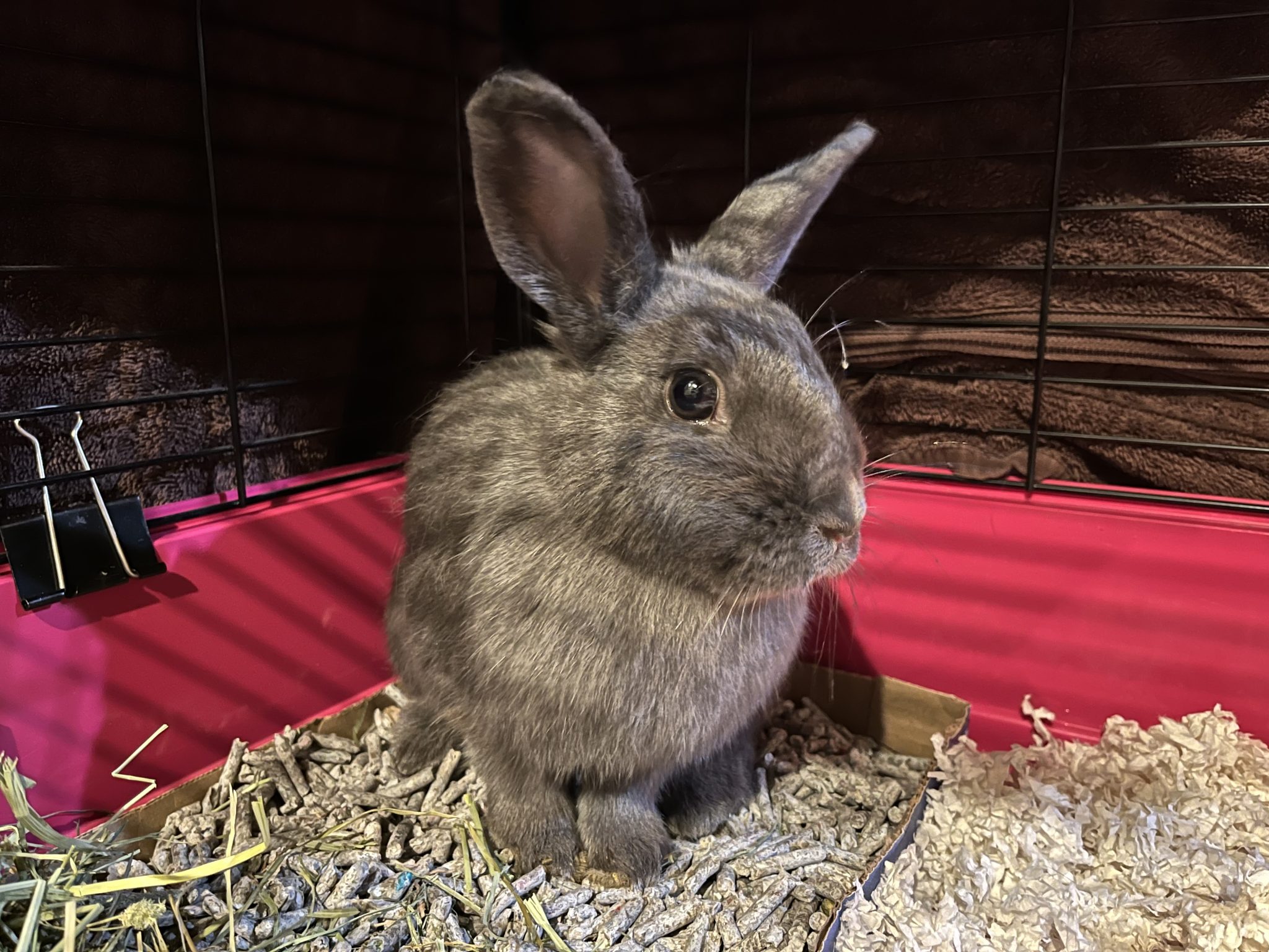 Buckeye House Rabbit Society – Helping rabbits in Ohio since 1997