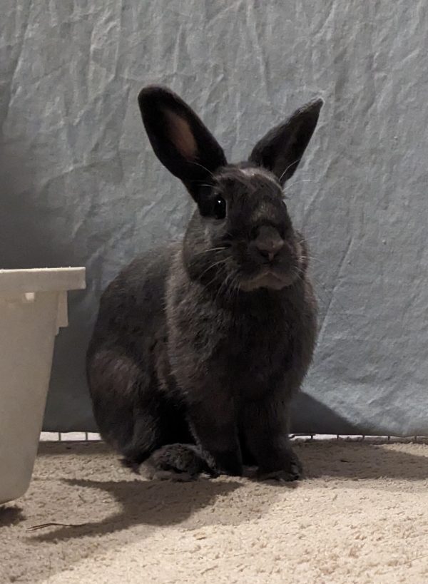 Buckeye House Rabbit Society – Helping rabbits in Ohio since 1997