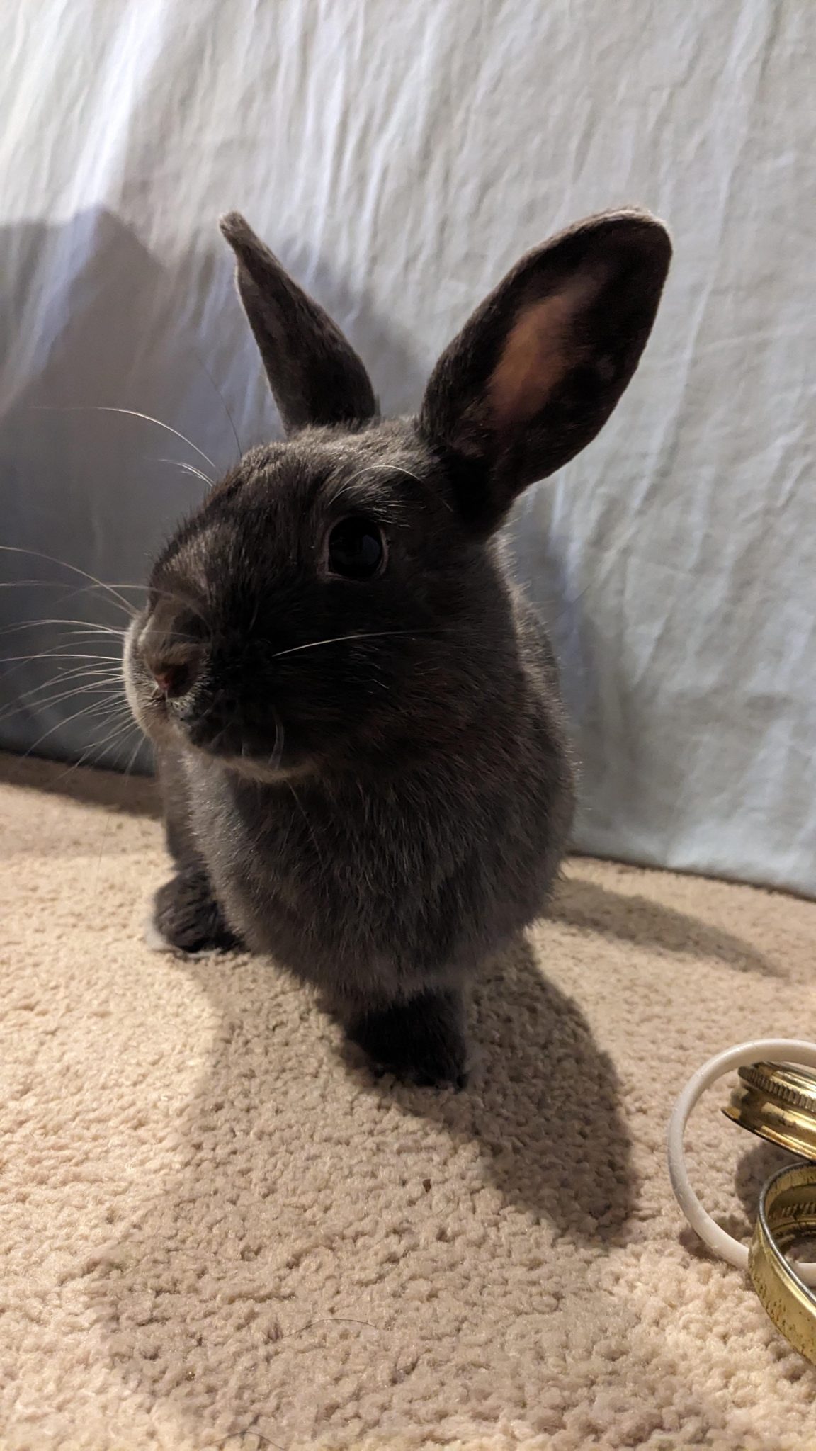 Buckeye House Rabbit Society – Helping rabbits in Ohio since 1997