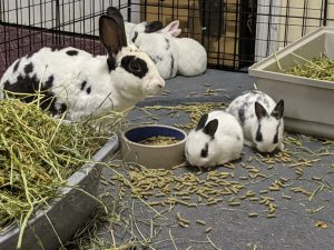 Buckeye House Rabbit Society – Helping rabbits in Ohio since 1997
