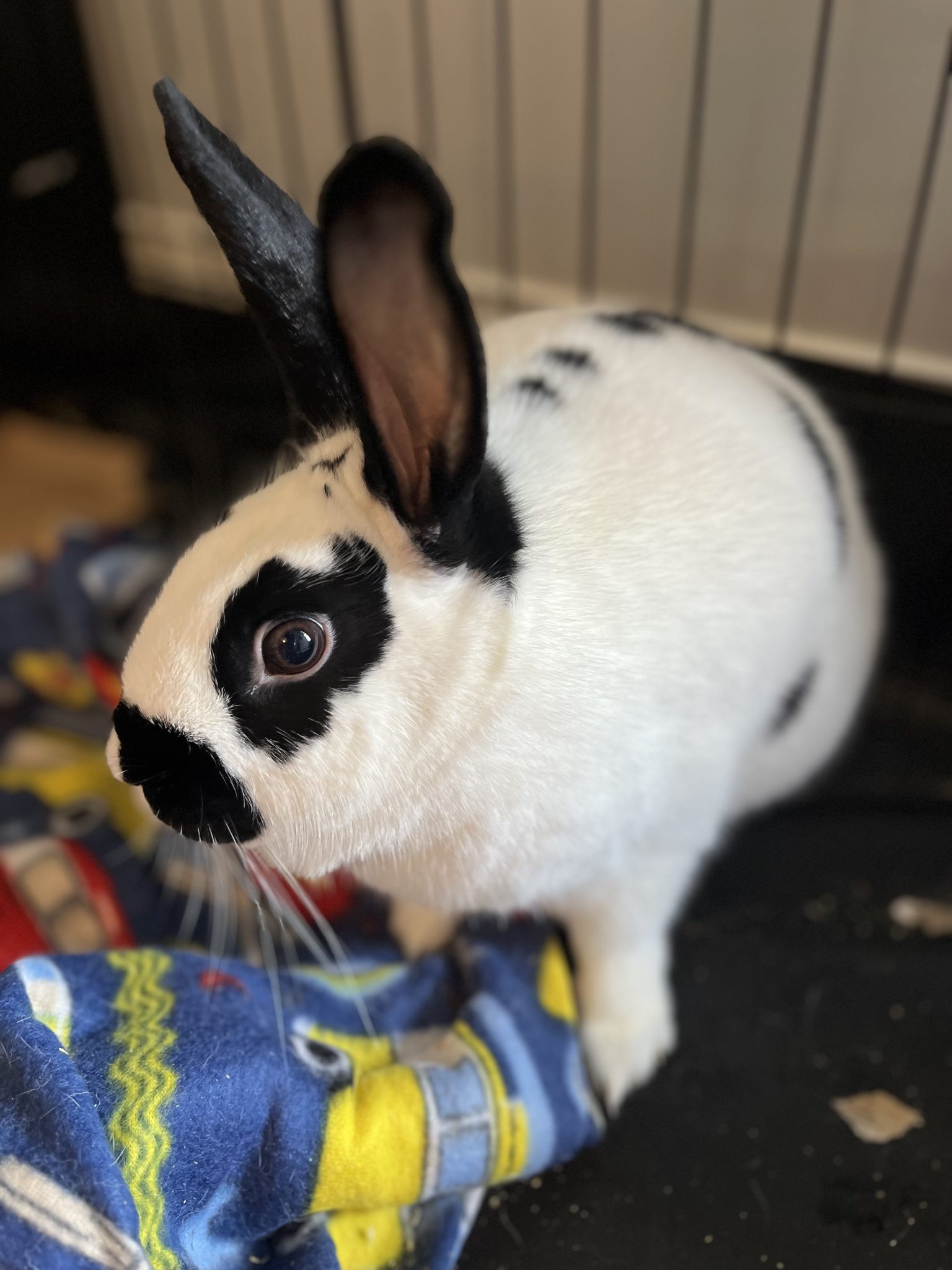 Buckeye House Rabbit Society – Helping rabbits in Ohio since 1997