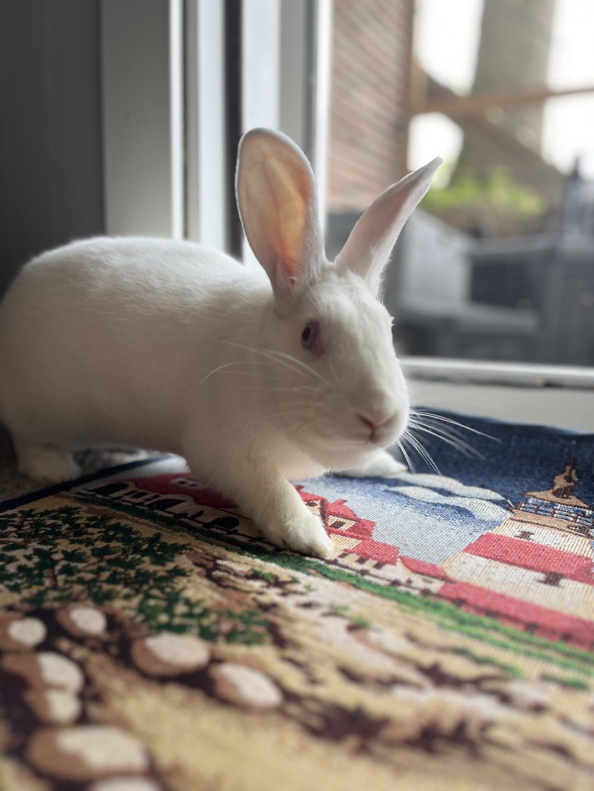 Buckeye House Rabbit Society – Helping rabbits in Ohio since 1997