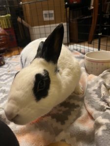 Buckeye House Rabbit Society – Helping rabbits in Ohio since 1997