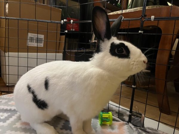 Buckeye House Rabbit Society – Helping rabbits in Ohio since 1997