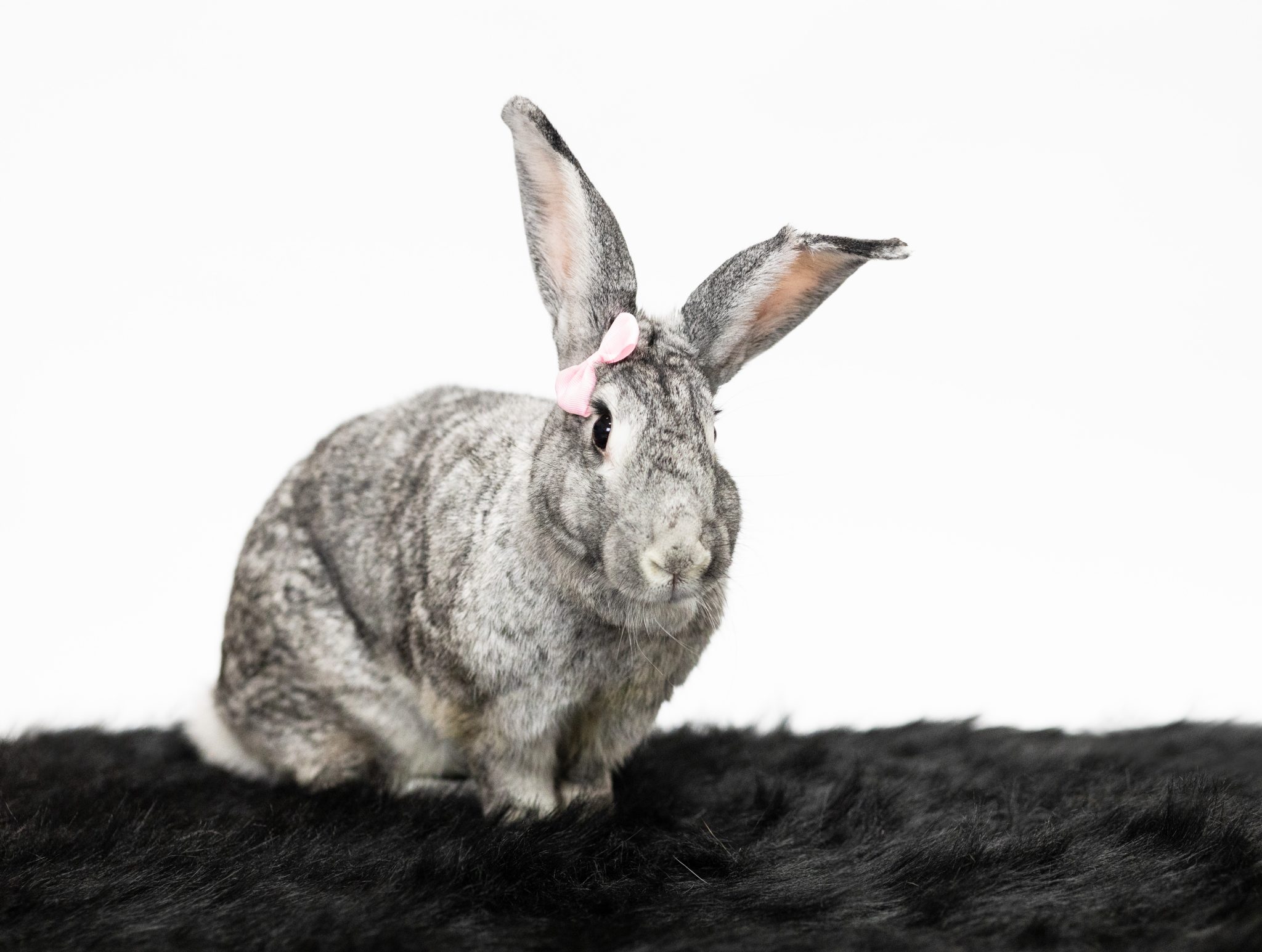 Buckeye House Rabbit Society – Helping rabbits in Ohio since 1997