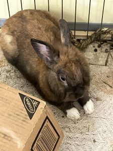 Buckeye House Rabbit Society – Helping rabbits in Ohio since 1997