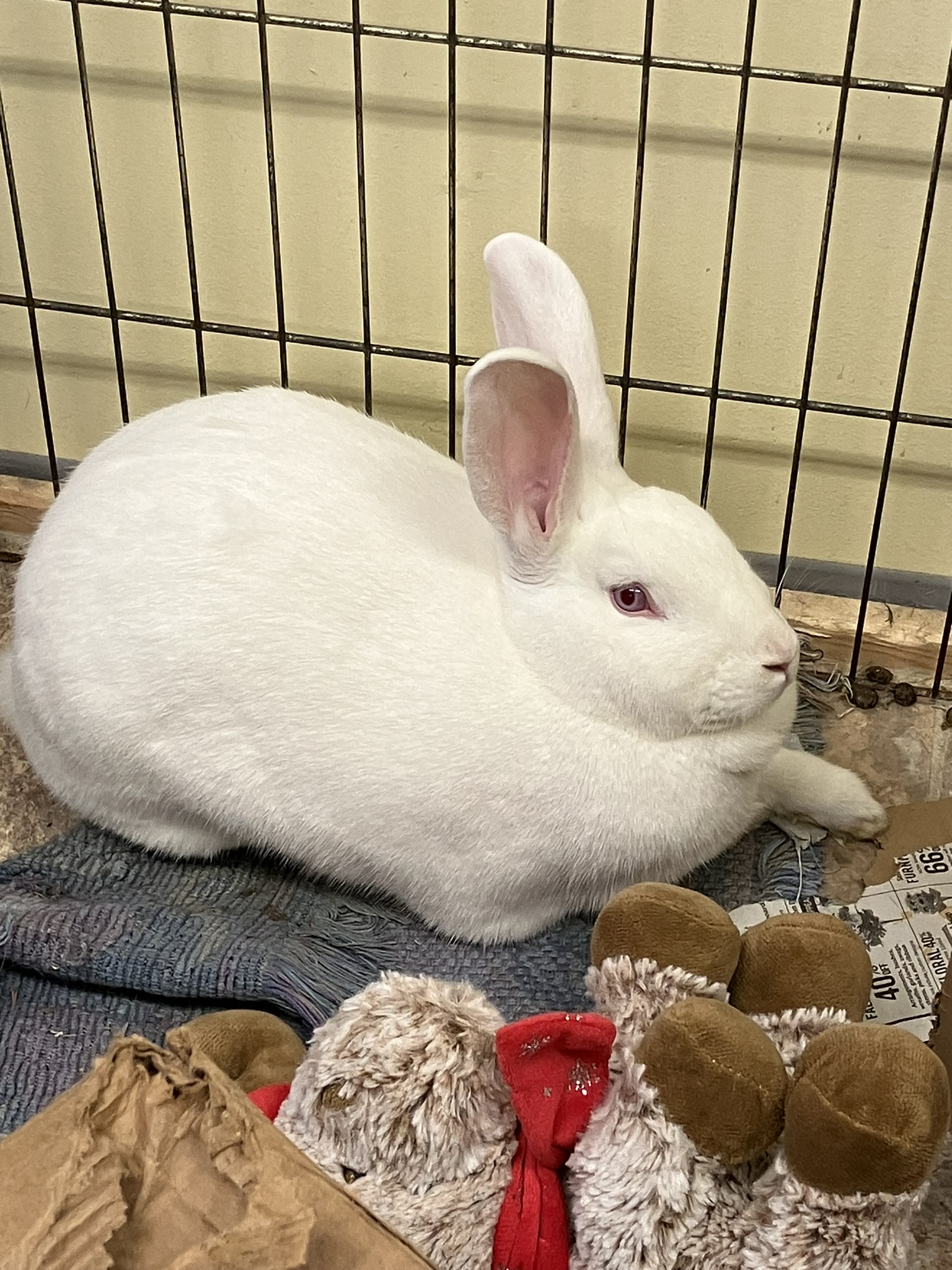 Buckeye House Rabbit Society – Helping rabbits in Ohio since 1997