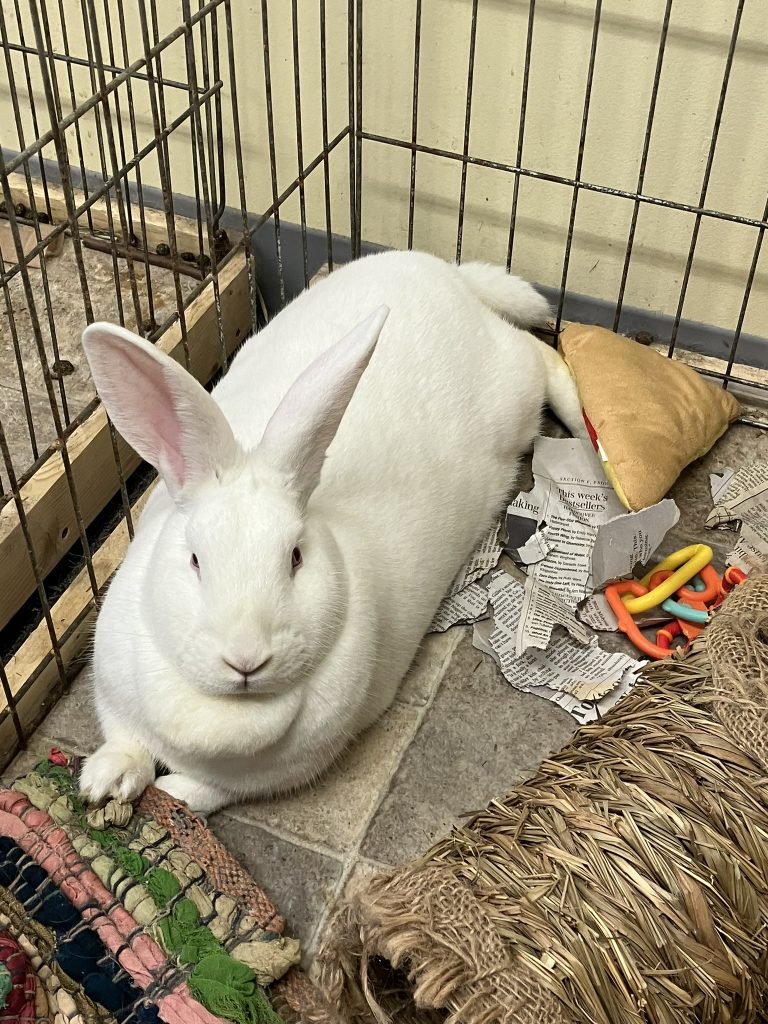 Buckeye House Rabbit Society – Helping rabbits in Ohio since 1997