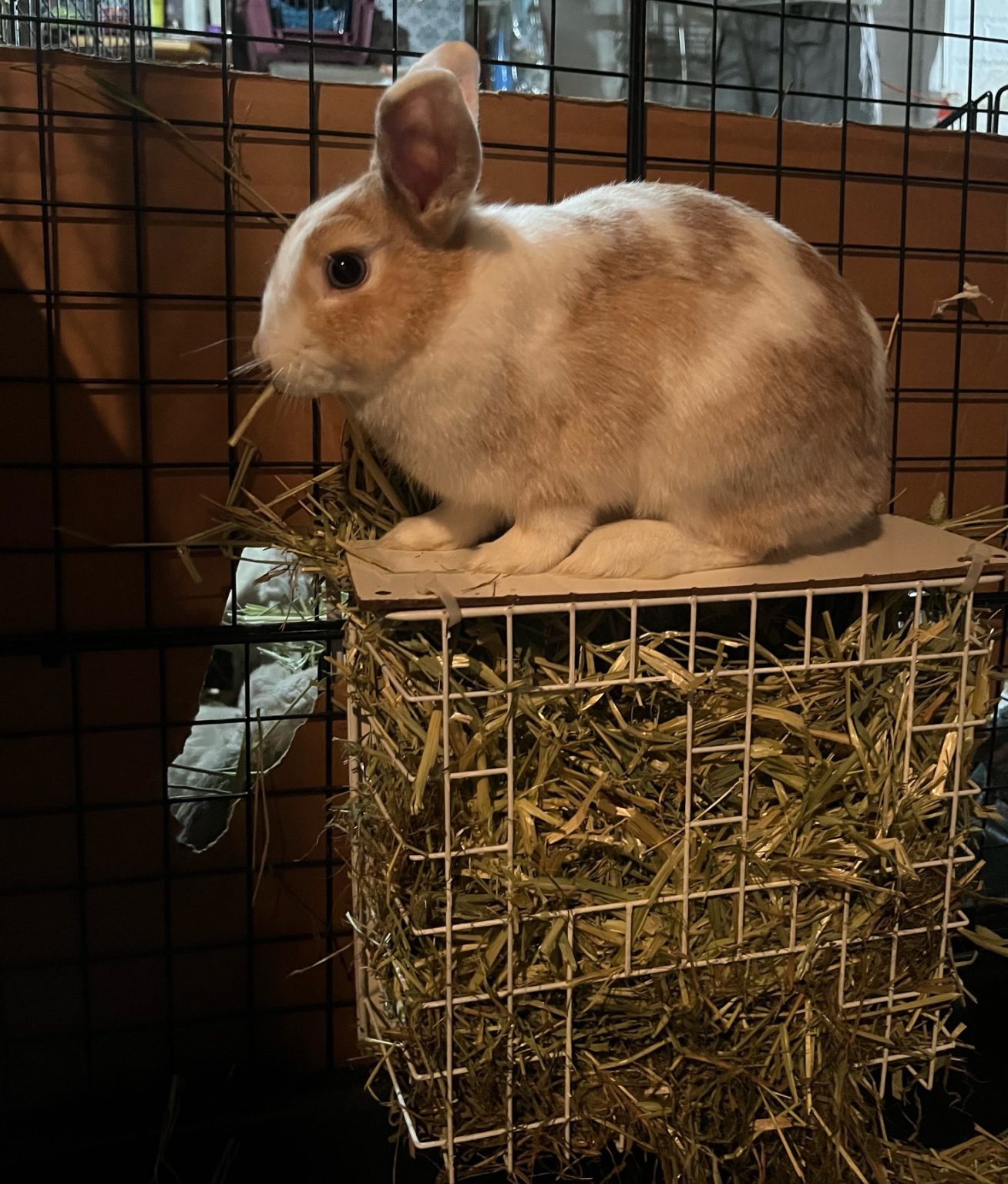 Buckeye House Rabbit Society – Helping rabbits in Ohio since 1997