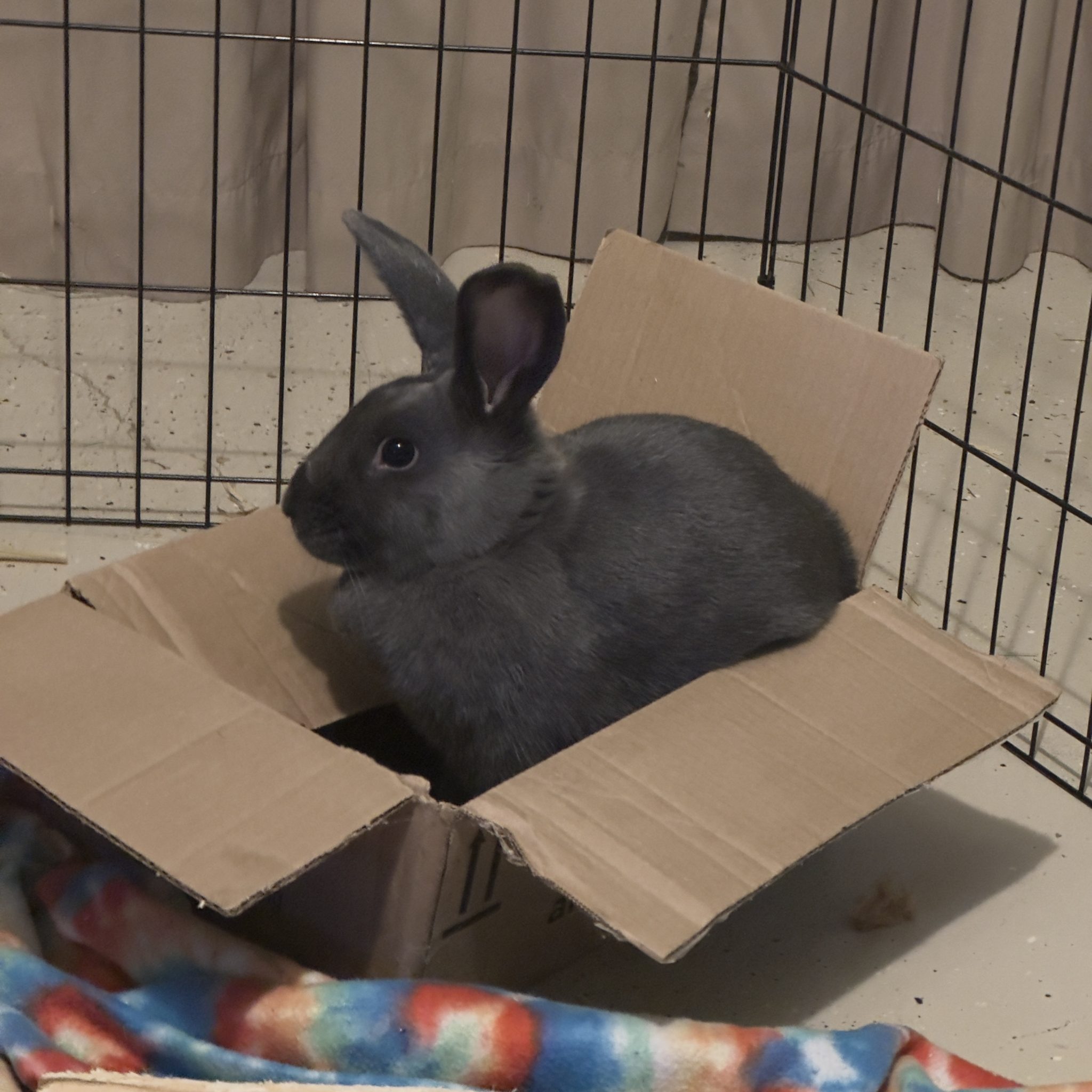Buckeye House Rabbit Society – Helping rabbits in Ohio since 1997
