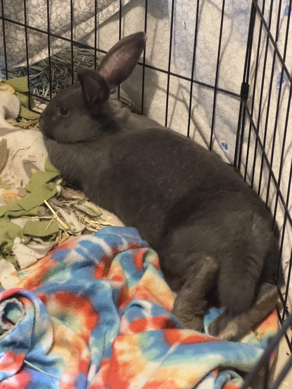 Buckeye House Rabbit Society – Helping rabbits in Ohio since 1997