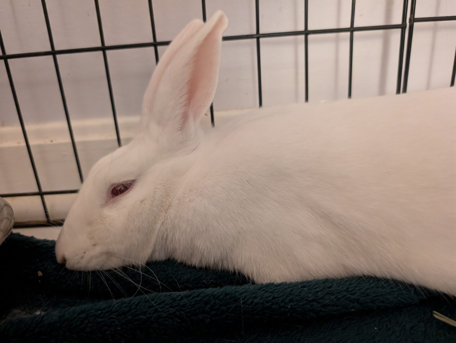 Buckeye House Rabbit Society – Helping rabbits in Ohio since 1997