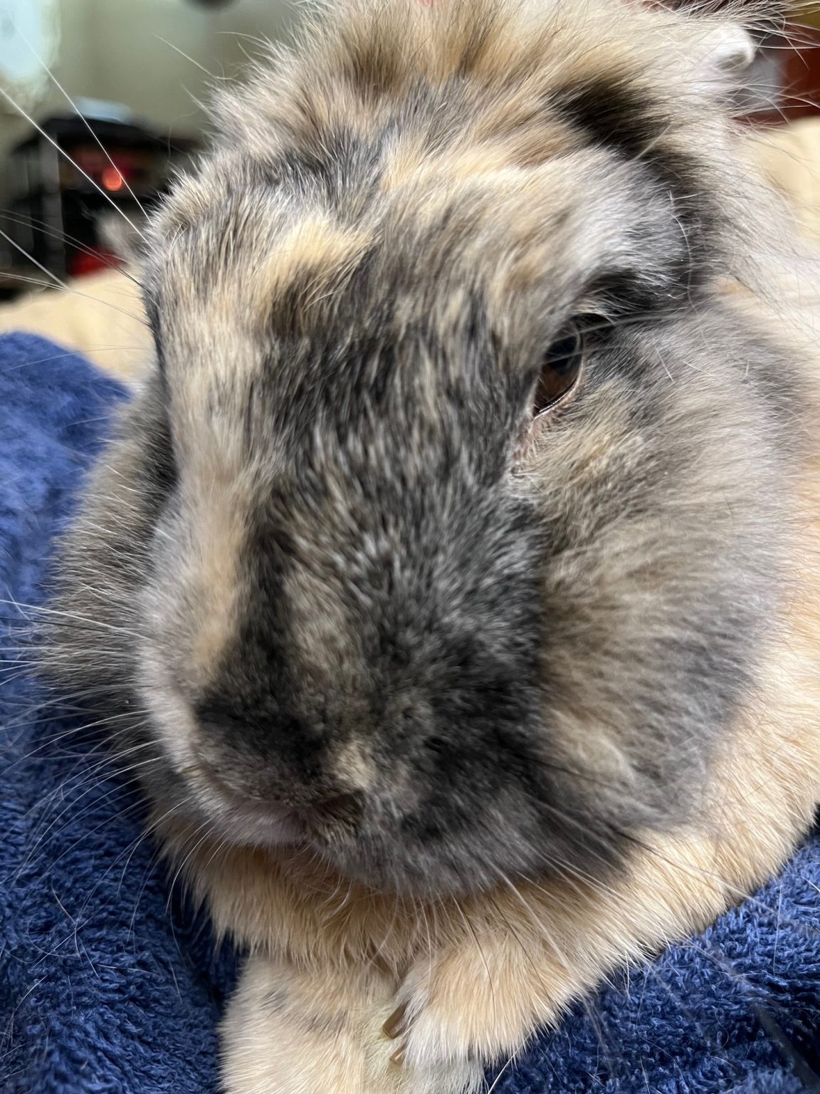 Buckeye House Rabbit Society – Helping rabbits in Ohio since 1997