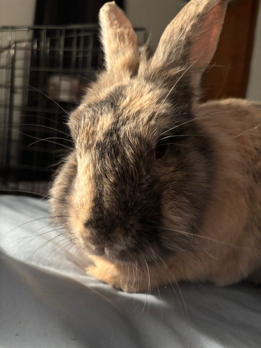 Buckeye House Rabbit Society – Helping rabbits in Ohio since 1997