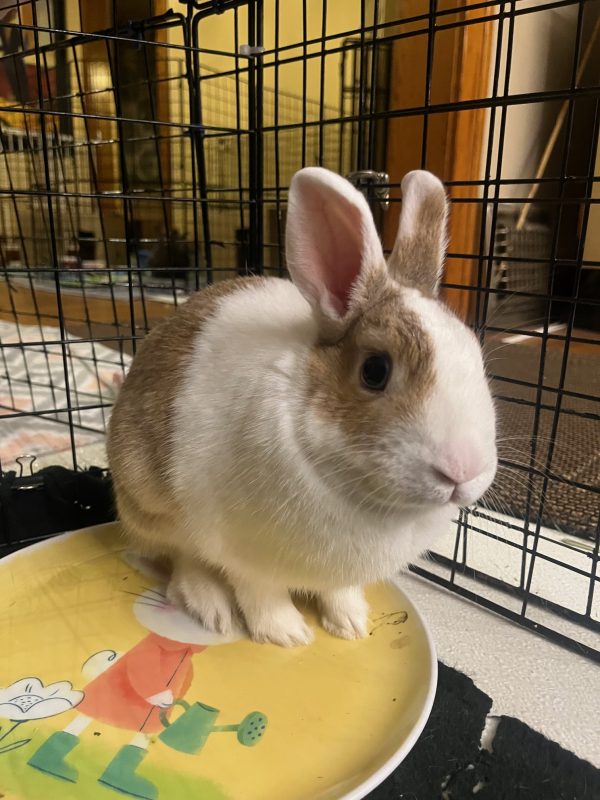 Buckeye House Rabbit Society – Helping rabbits in Ohio since 1997