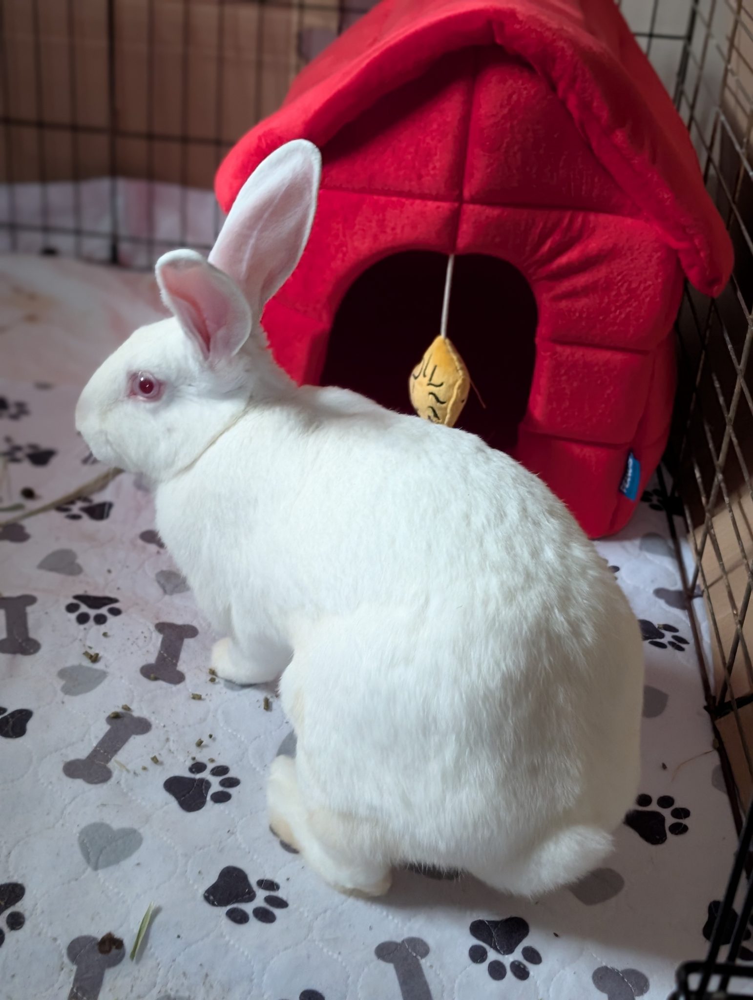 Buckeye House Rabbit Society – Helping rabbits in Ohio since 1997