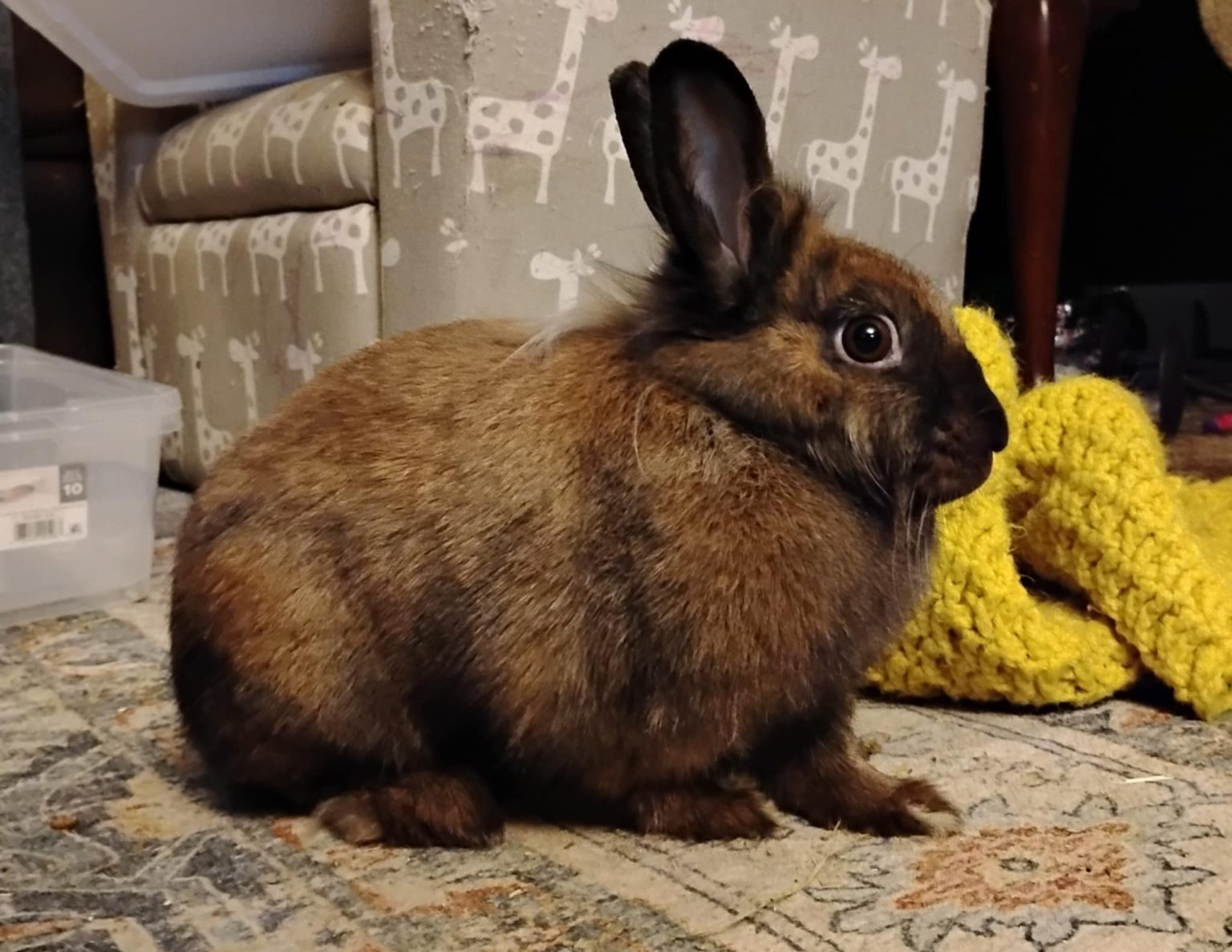 Buckeye House Rabbit Society – Helping rabbits in Ohio since 1997