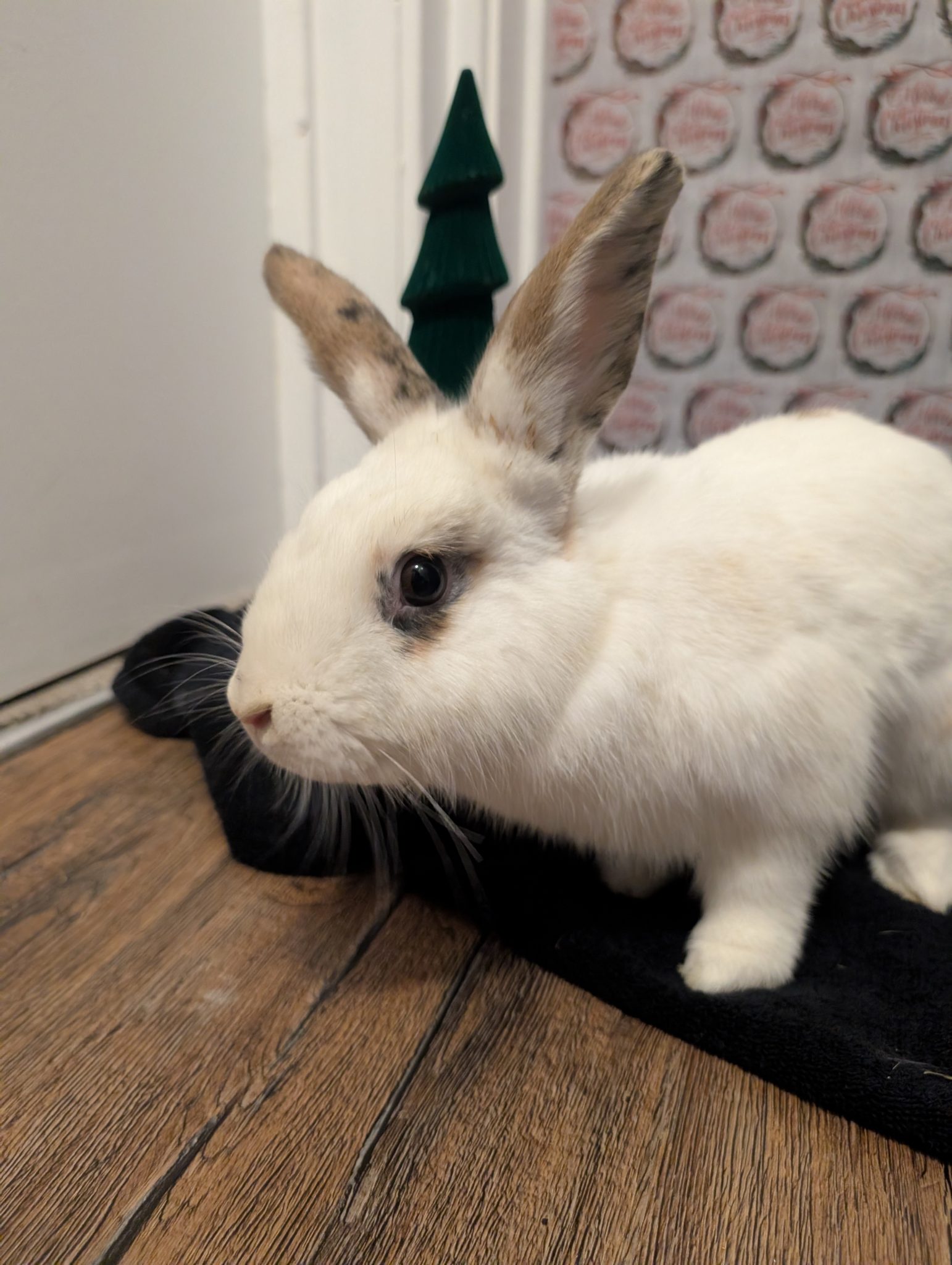 Buckeye House Rabbit Society – Helping rabbits in Ohio since 1997